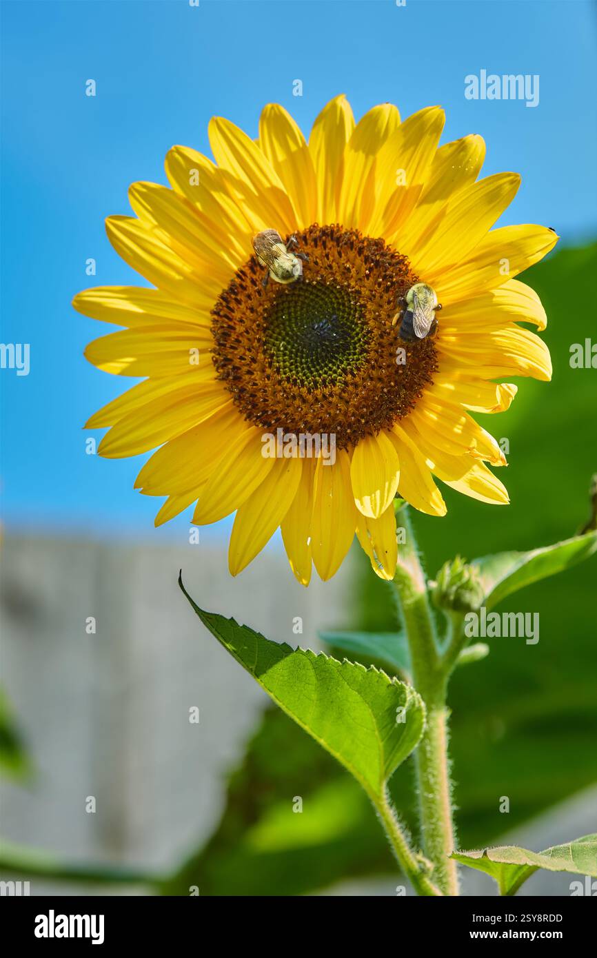 Sunflower bee sky yellow green clear hi-res stock photography and ...