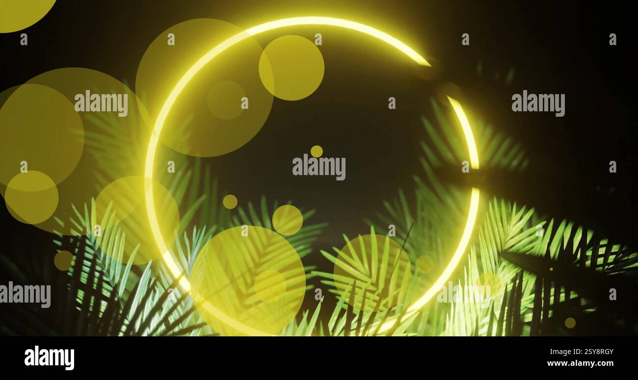 Image of leaves and light spots over neon circle on black background ...