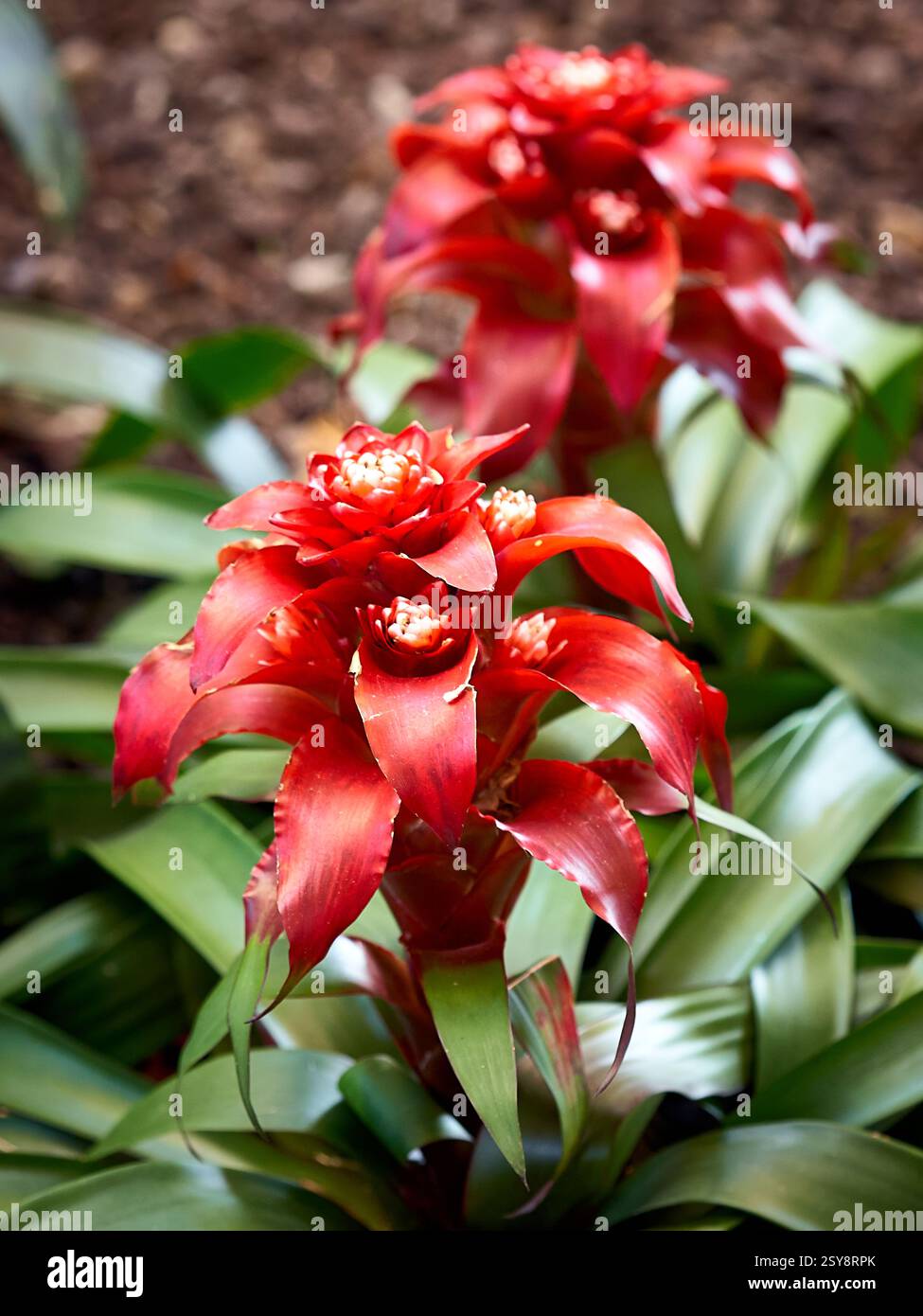 Scarlet Star Airplant Stock Photo - Alamy
