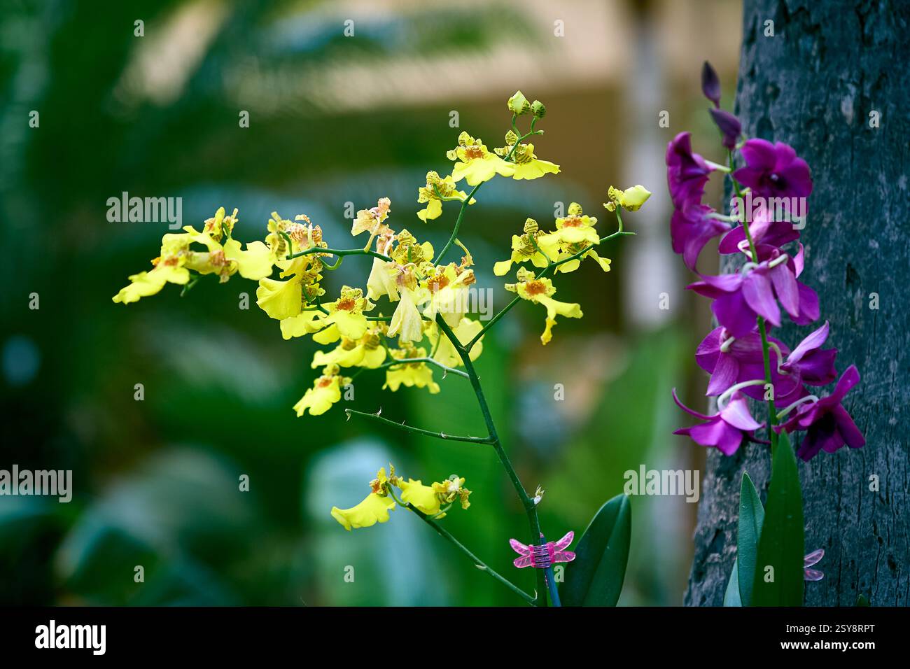 Cooktown orchid hi-res stock photography and images - Alamy