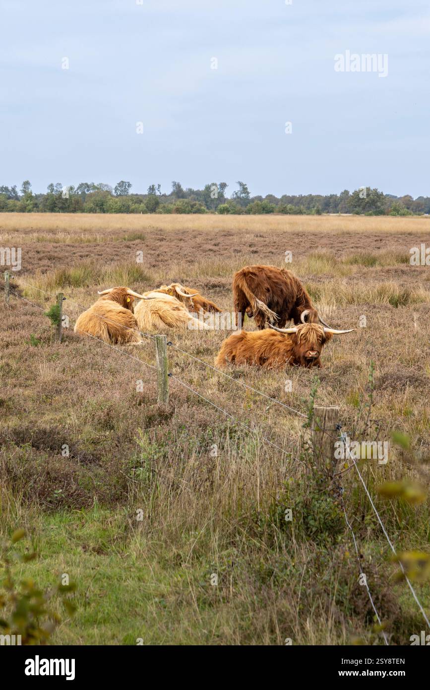 Group of Highlander cows resting under a tree hiding for the sun at ...