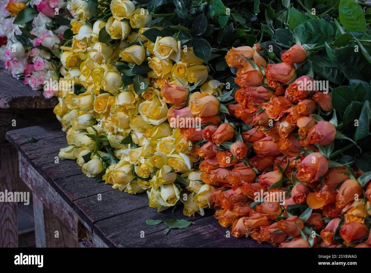 Rose cultivation in a greenhouse Stock Photo - Alamy