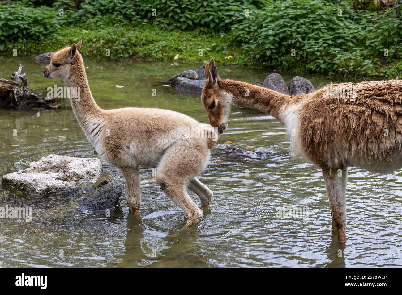 Baby vicuna vicugna relatives hi-res stock photography and images - Alamy