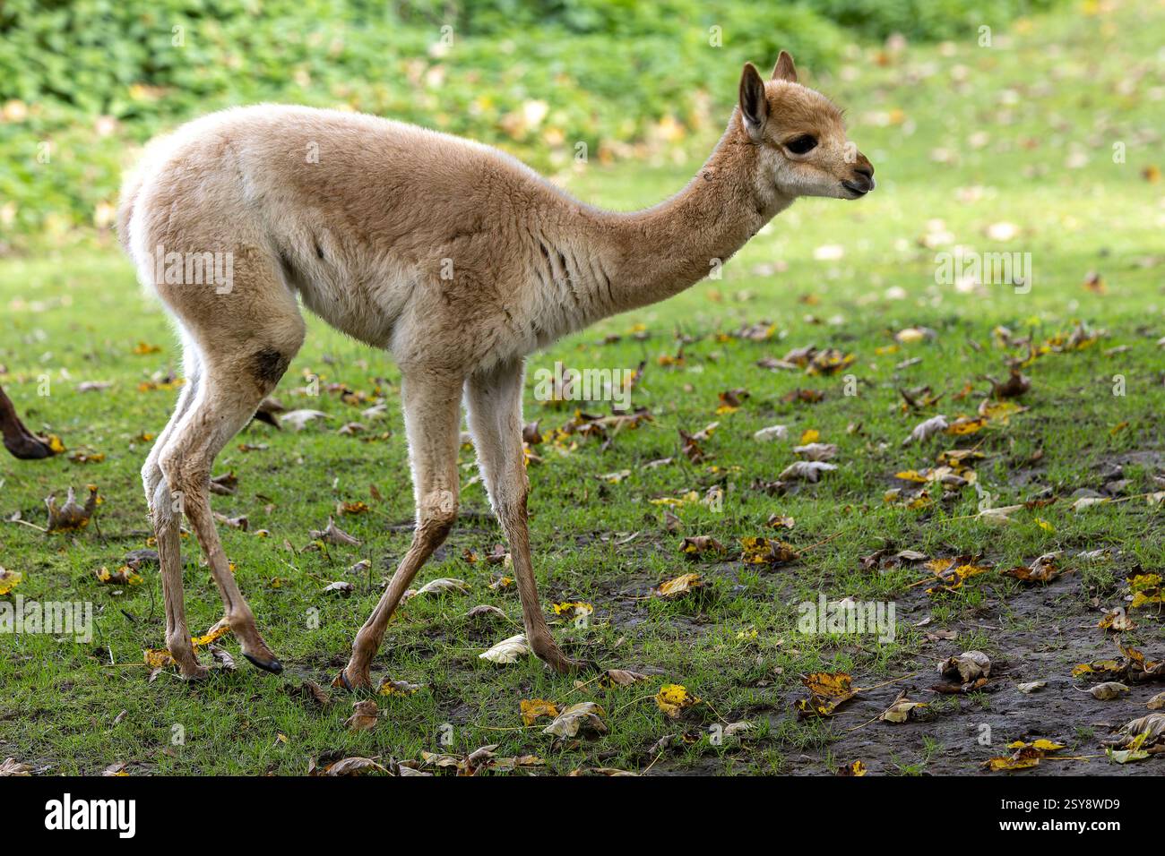 Baby Vicuna, Vicugna Vicugna, relatives of the llama which live in the ...