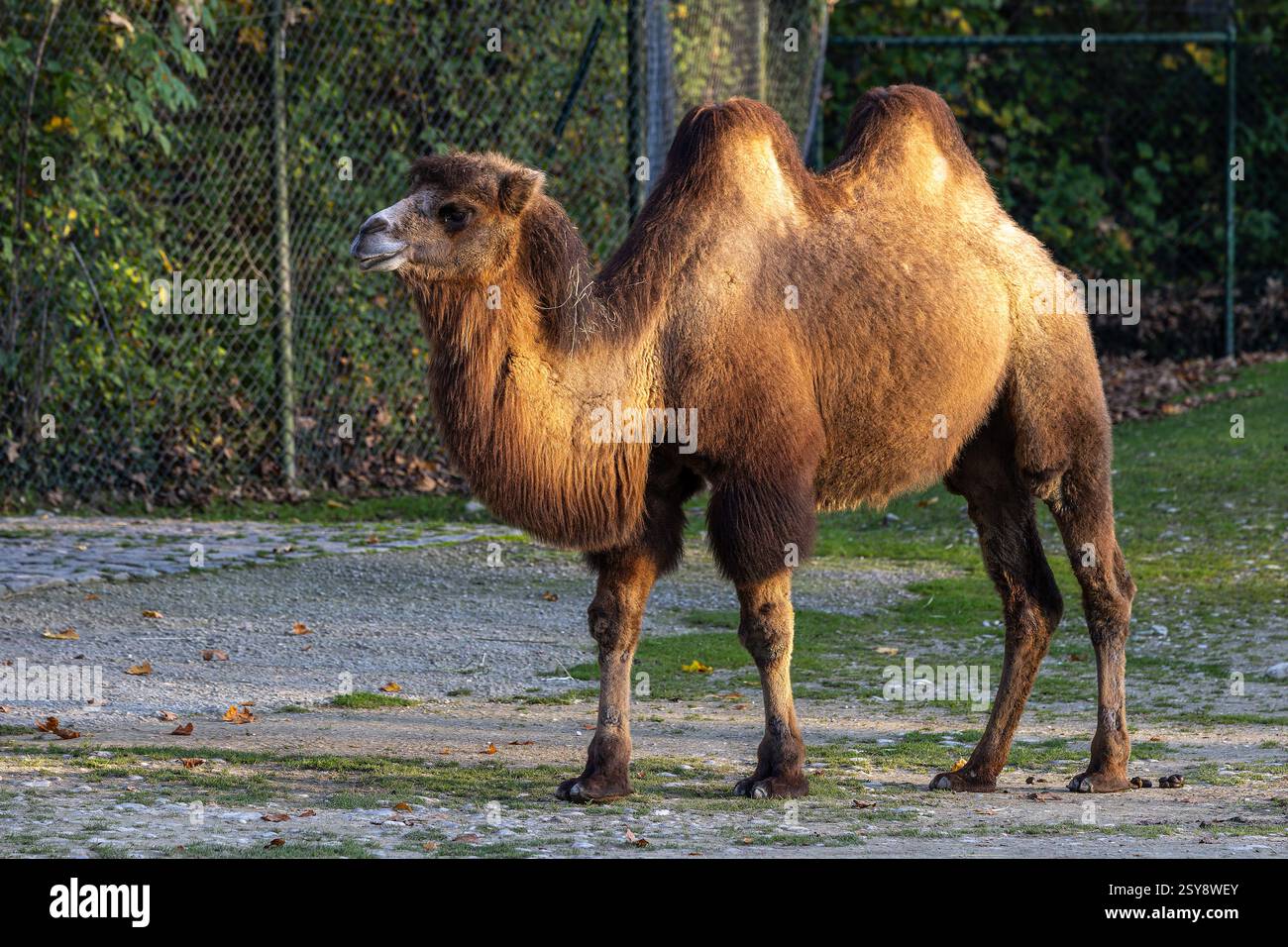 The Bactrian camels, Camelus bactrianus is a large, even-toed ungulate native to the steppes of ...