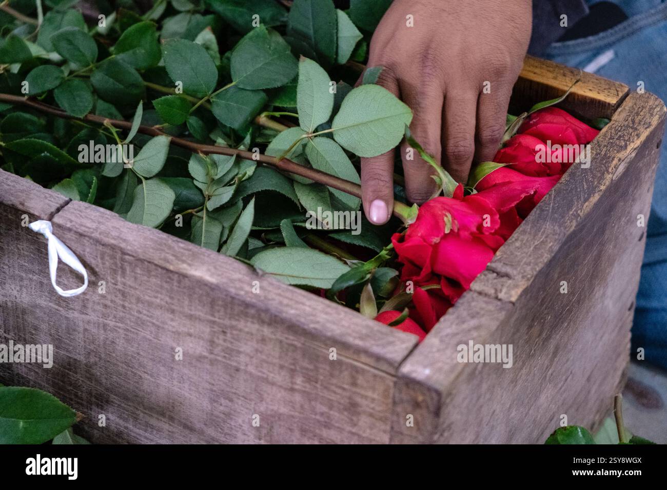 Rose cultivation in a greenhouse Stock Photo - Alamy