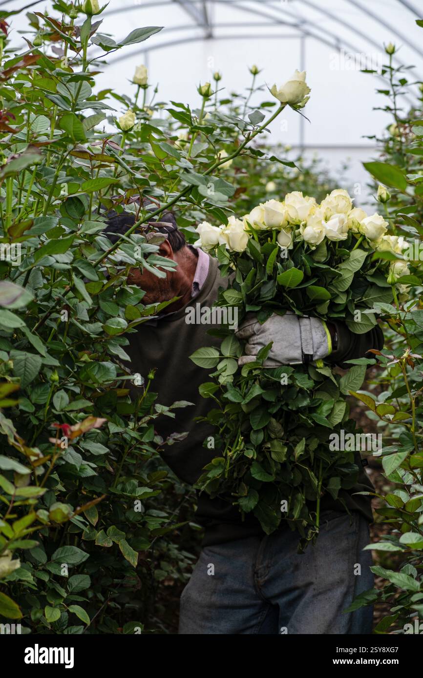 Rose cultivation in a greenhouse Stock Photo - Alamy