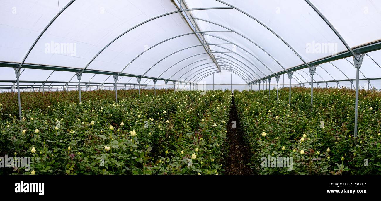 Rose cultivation in a greenhouse Stock Photo - Alamy