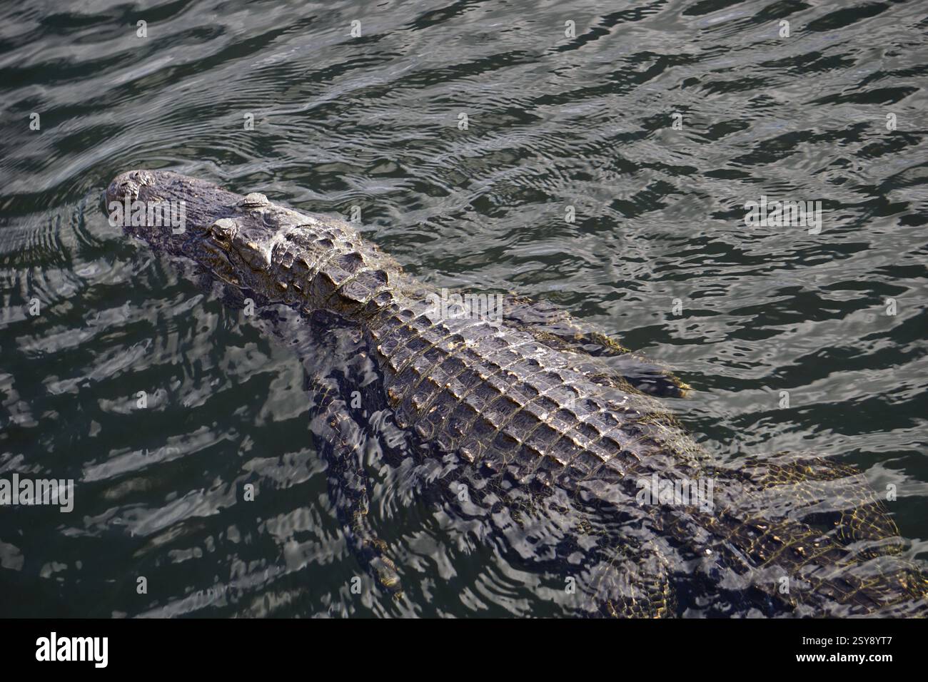 Wild alligator swims through the dark muddy waters of the Florida ...