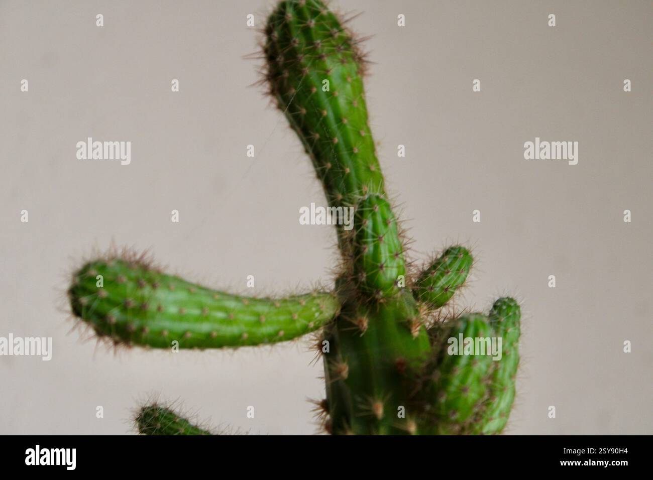 A green cactus with needles and several branches with a minimalistic ...