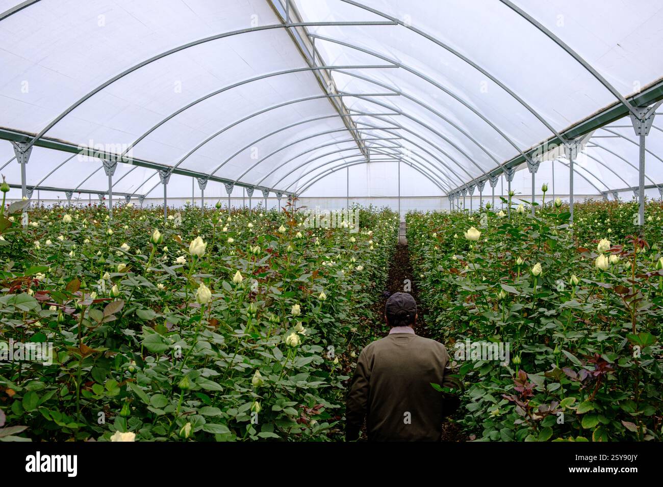Rose cultivation in a greenhouse Stock Photo - Alamy