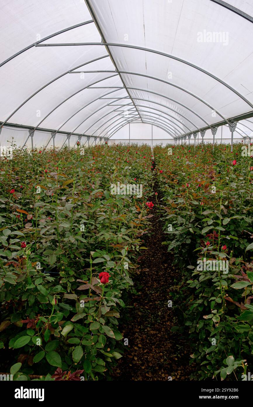 Rose cultivation in a greenhouse Stock Photo - Alamy