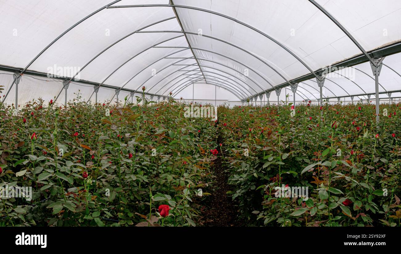 Rose cultivation in a greenhouse Stock Photo - Alamy