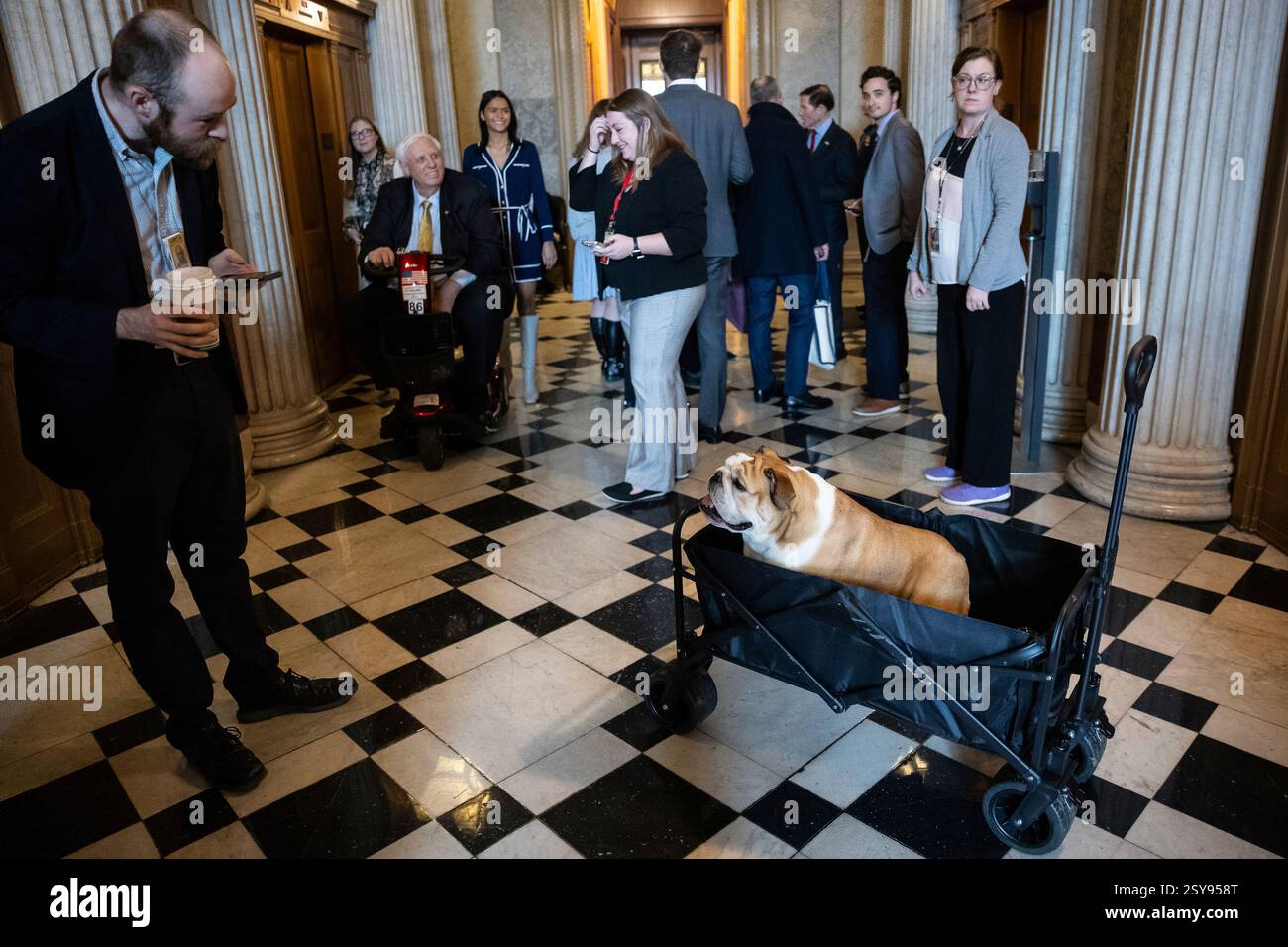 Babydog, the dog of Sen. Jim Justice (R-W.Va.), is seen in a carriage ...