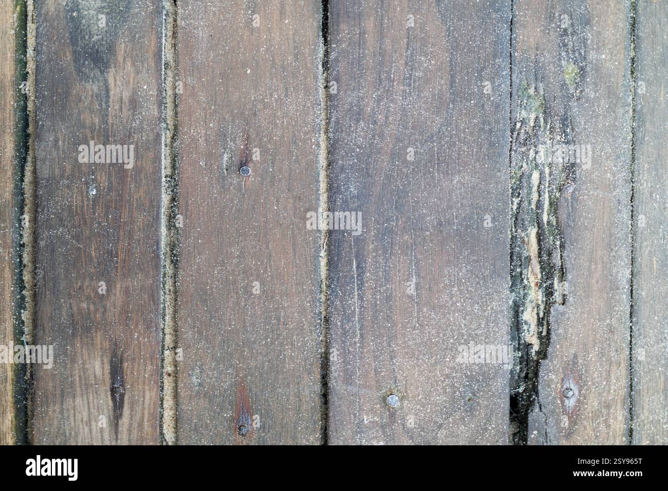 Soft natural light highlights the intricate textures of a weathered ...