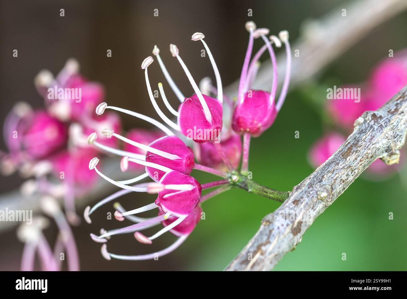 Australian Native Pink Flower Stock Photo - Alamy