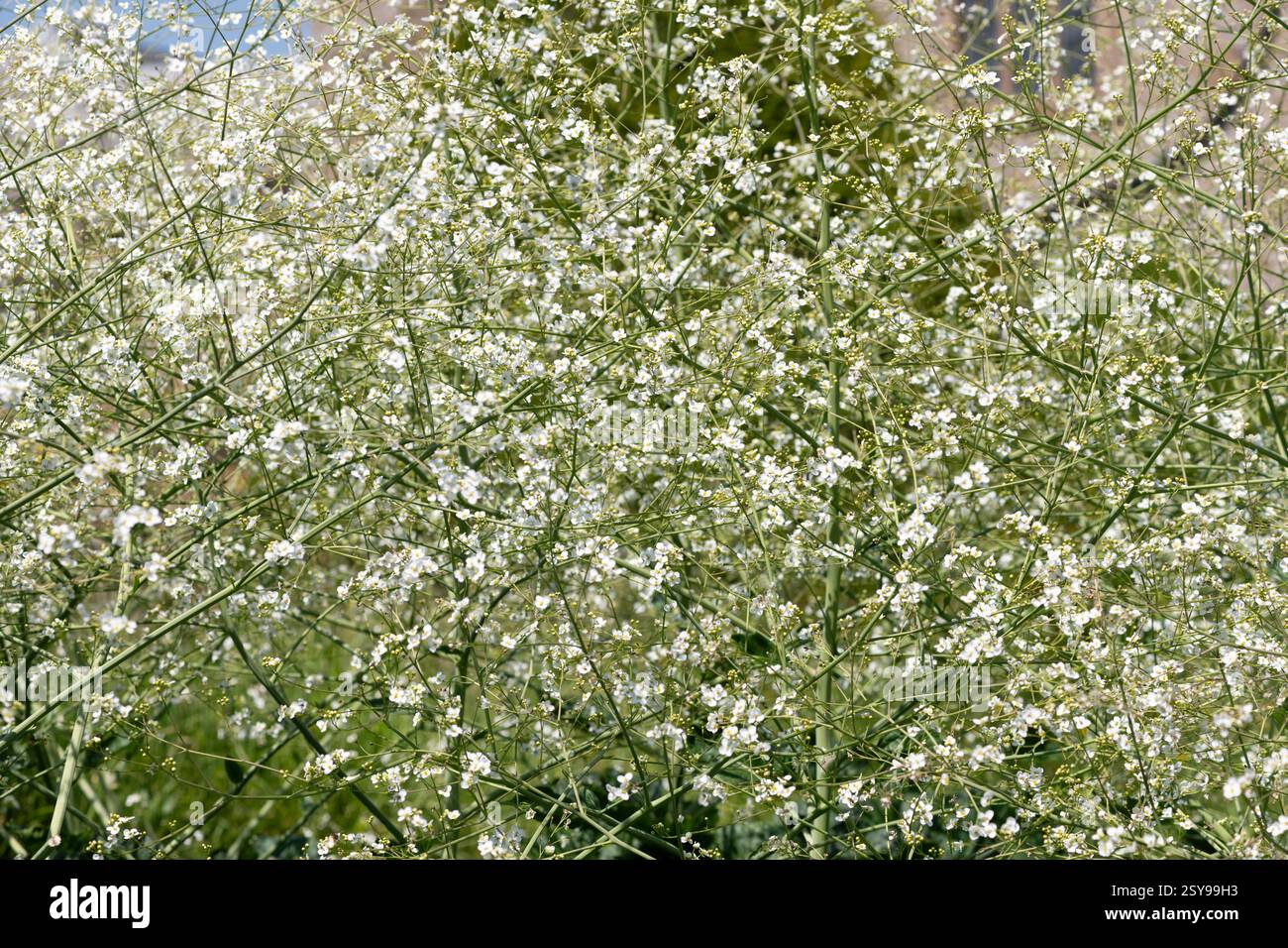 Crambe cordifolia hi-res stock photography and images - Alamy