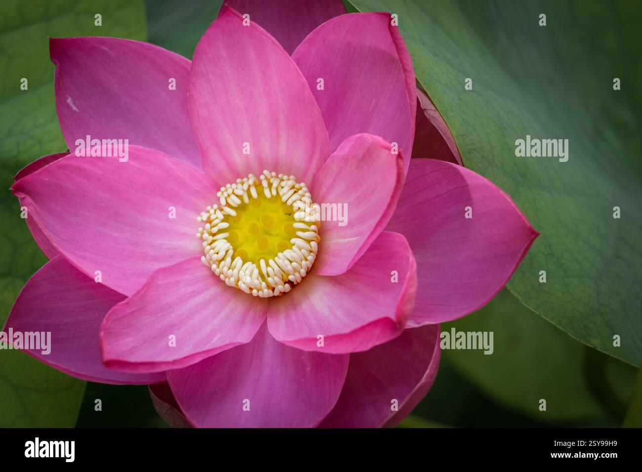 Pink lotus flower in aquatic plant pond Stock Photo - Alamy