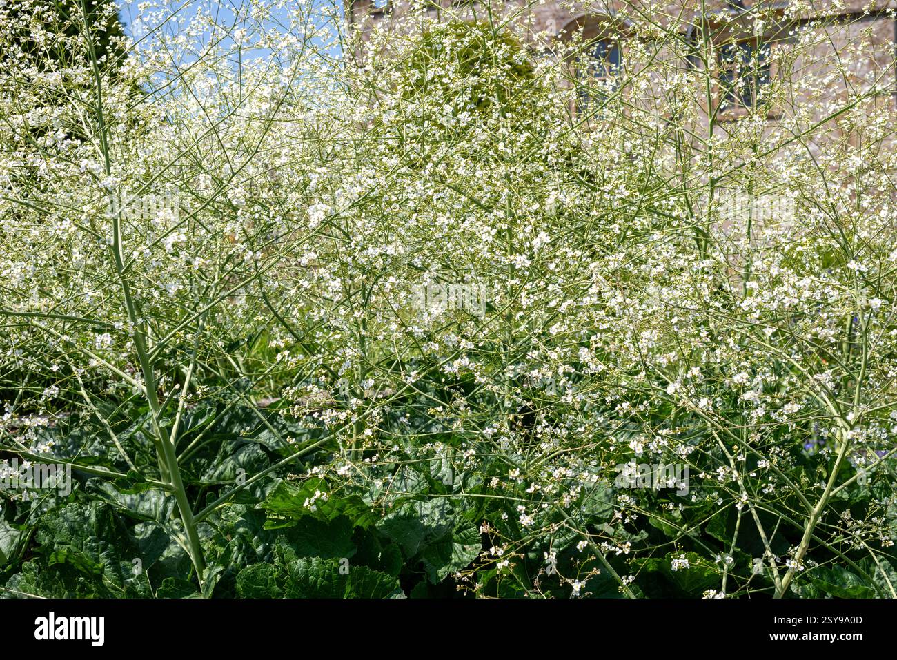 Crambe cordifolia hi-res stock photography and images - Alamy