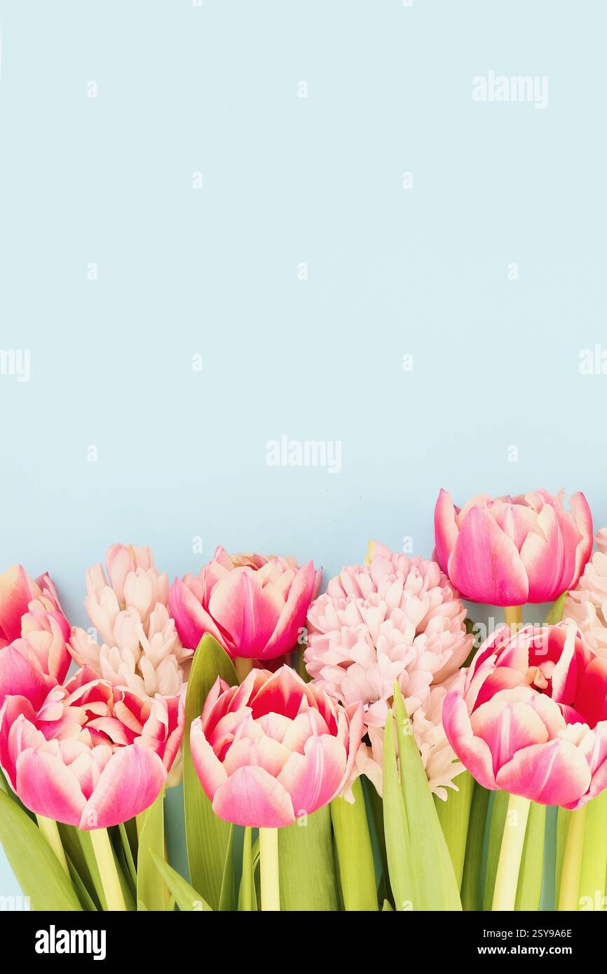 Bouquet of pink tulips and hyacinths on light blue background. Mothers ...