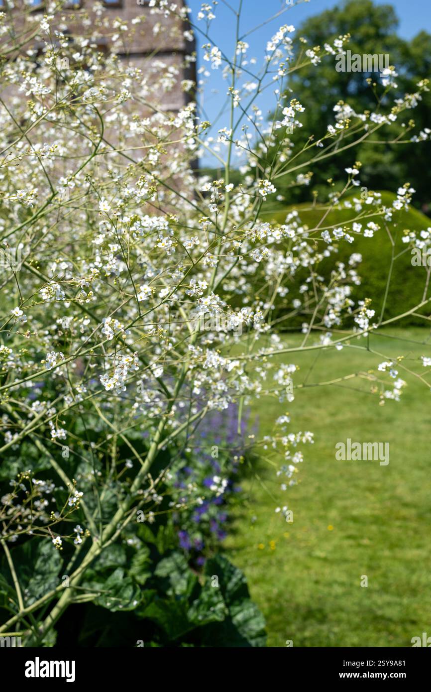 Crambe cordifolia hi-res stock photography and images - Alamy