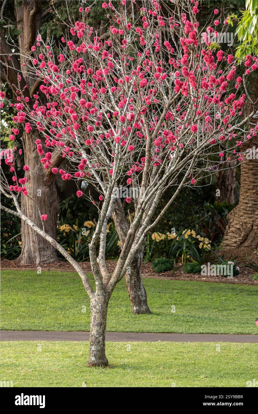 Flowers of the Darling Downs Stock Photo - Alamy