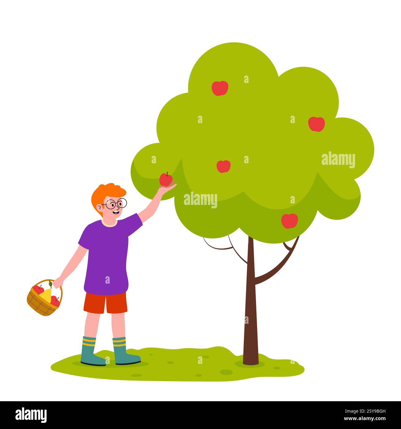Apple tree with red and green apples on Stock Vector Images - Alamy