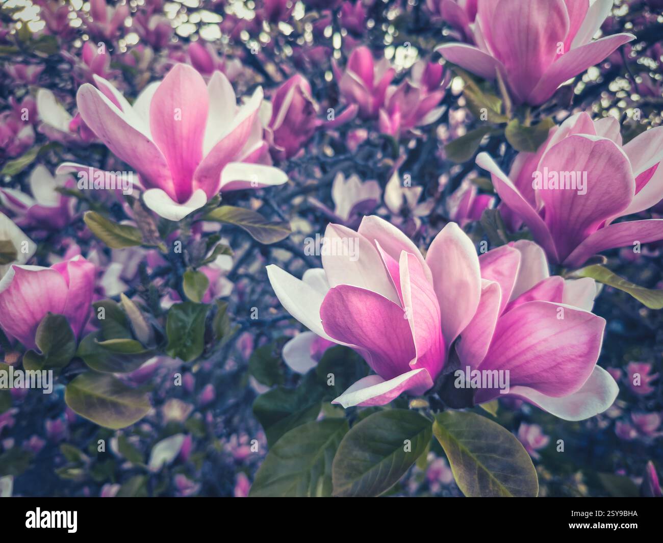 A close-up photograph captures a cluster of delicate pink magnolia ...