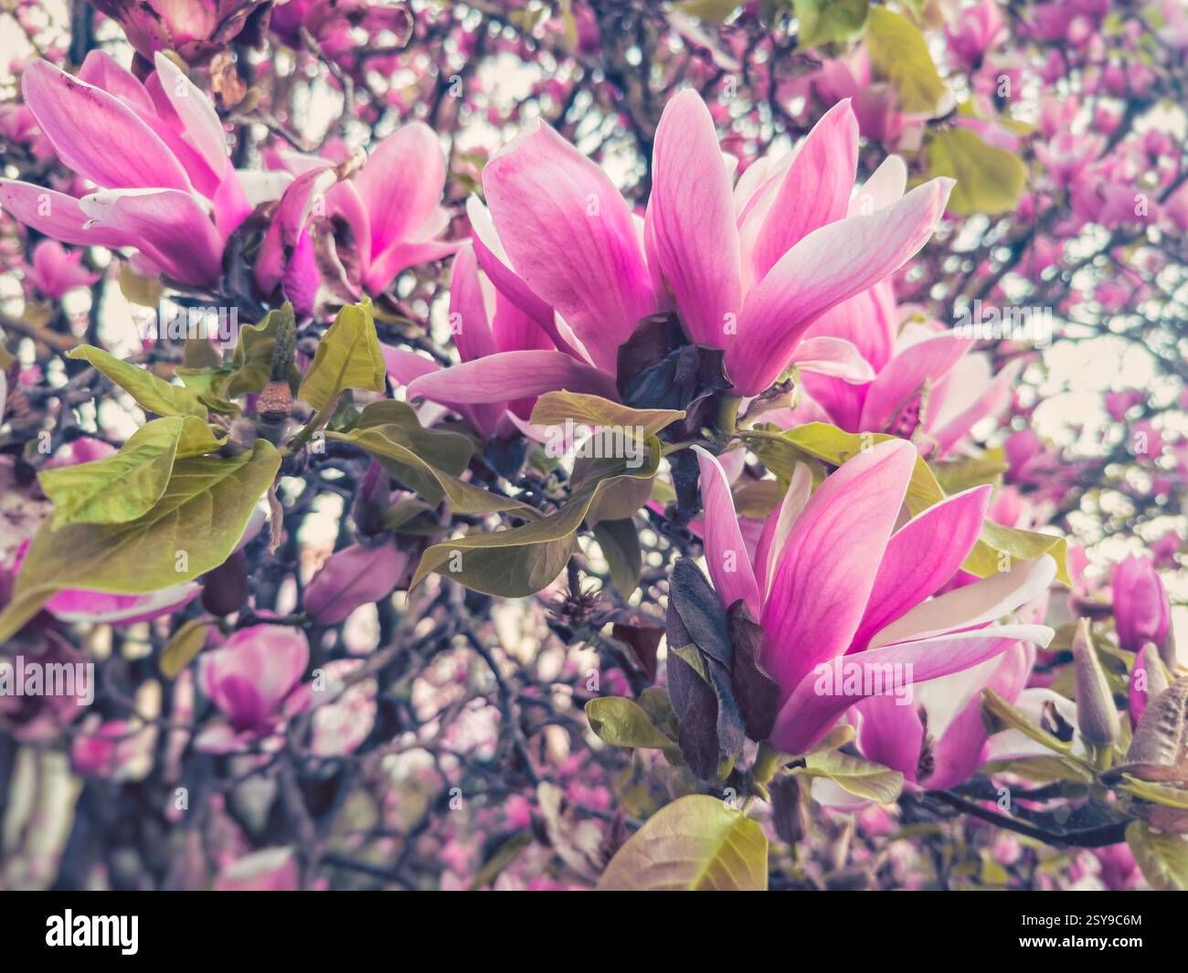 A close-up photograph captures a cluster of delicate pink magnolia ...