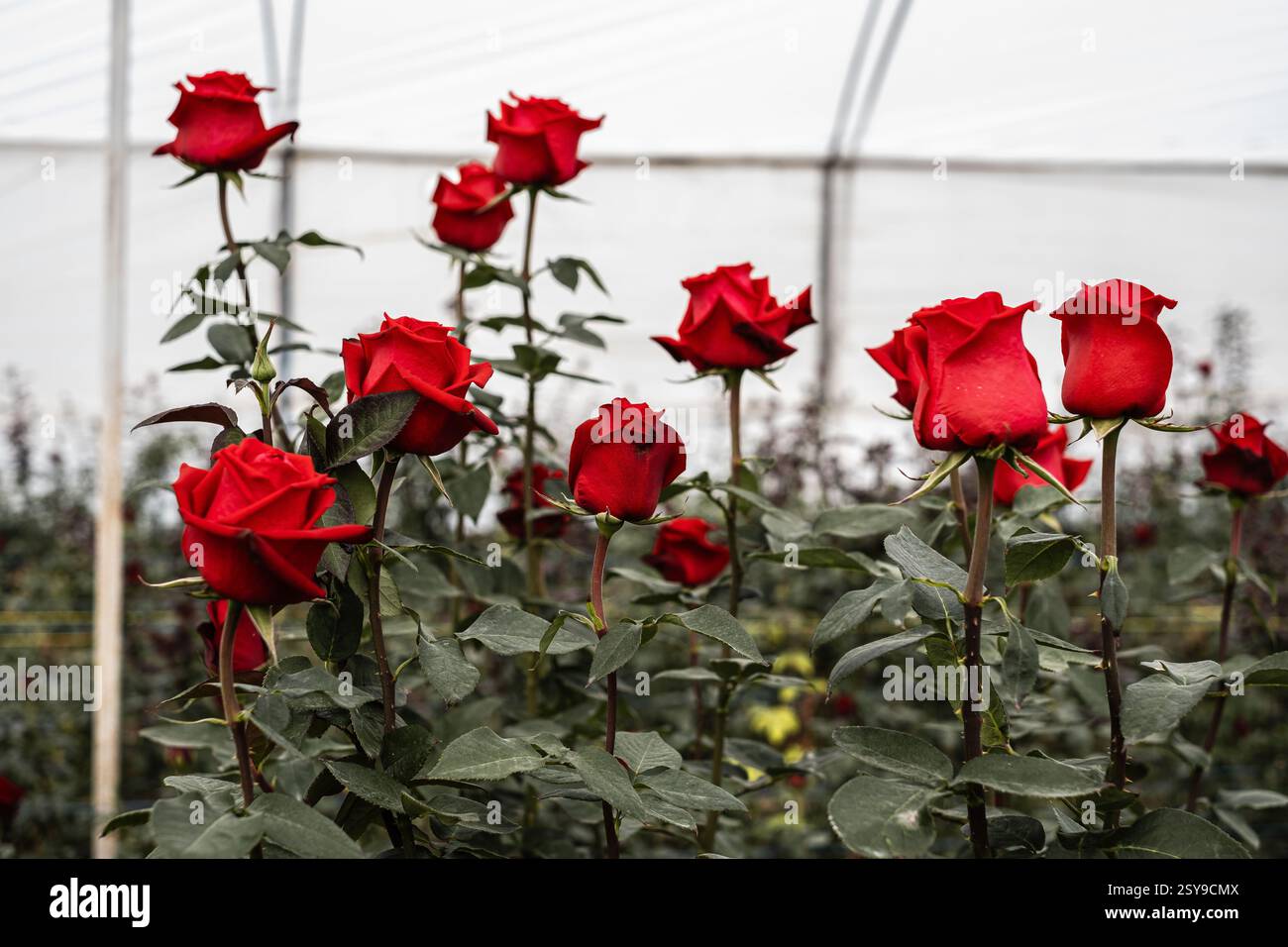 Rose cultivation in a greenhouse Stock Photo - Alamy