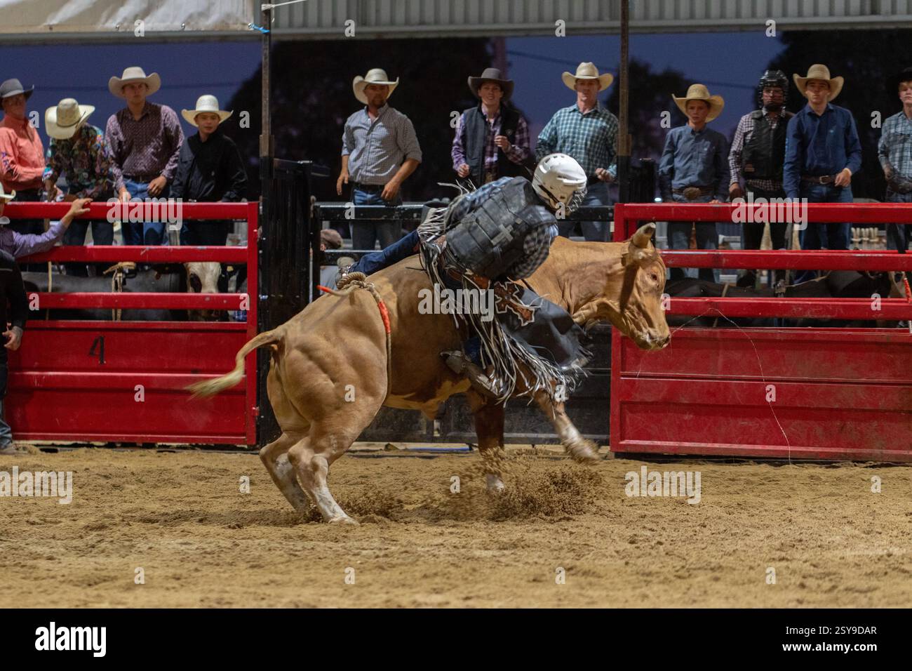 Man riding bull at the 2025 Allora show Rodeo Stock Photo - Alamy