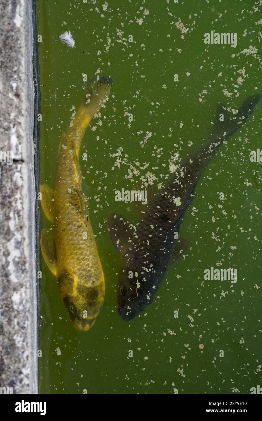 A golden and a dark fish glide through the green waters of Fronteira ...