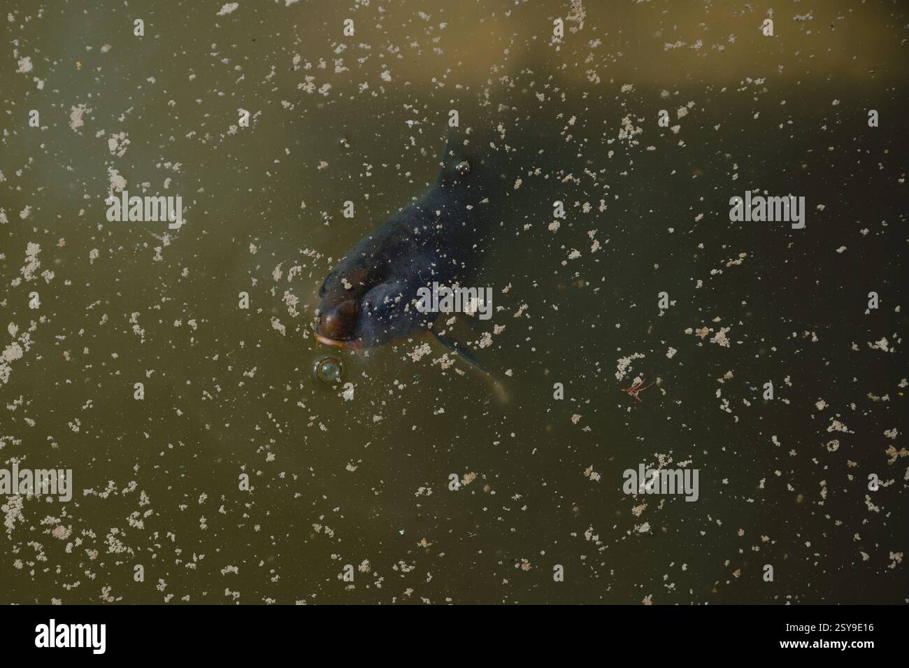 A dark fish breaks the surface of Fronteira Palace’s pond Stock Photo ...