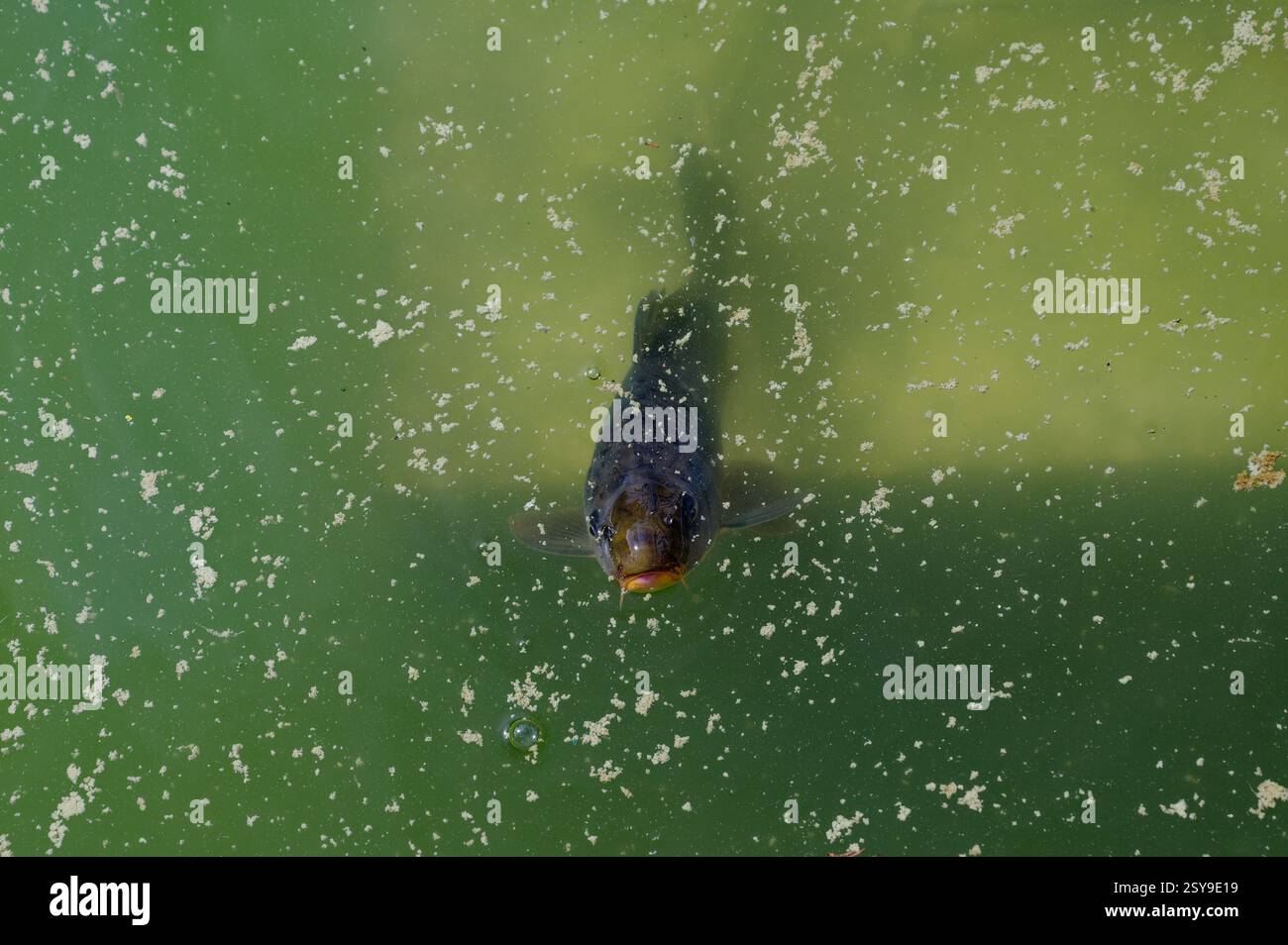 Solitary fish emerges from the murky waters of Fronteira Palace’s pond ...