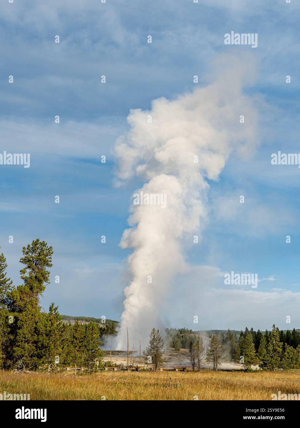 Daisy Geyser erupting in the Lower Geyser Basin of Yellowstone National ...