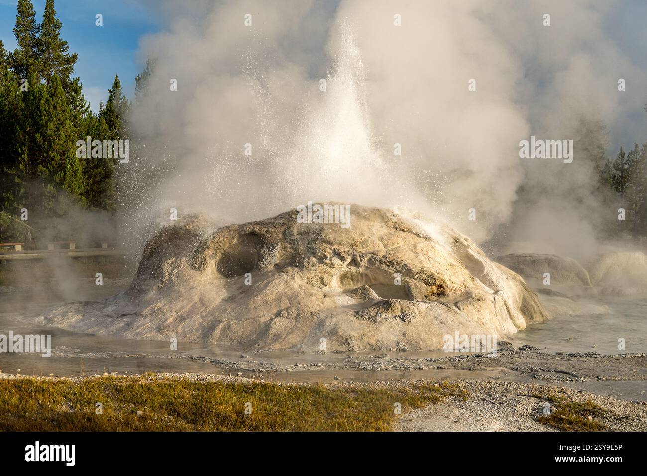 Grotto Geyser erupting in the Lower Geyser Basin of Yellowstone ...