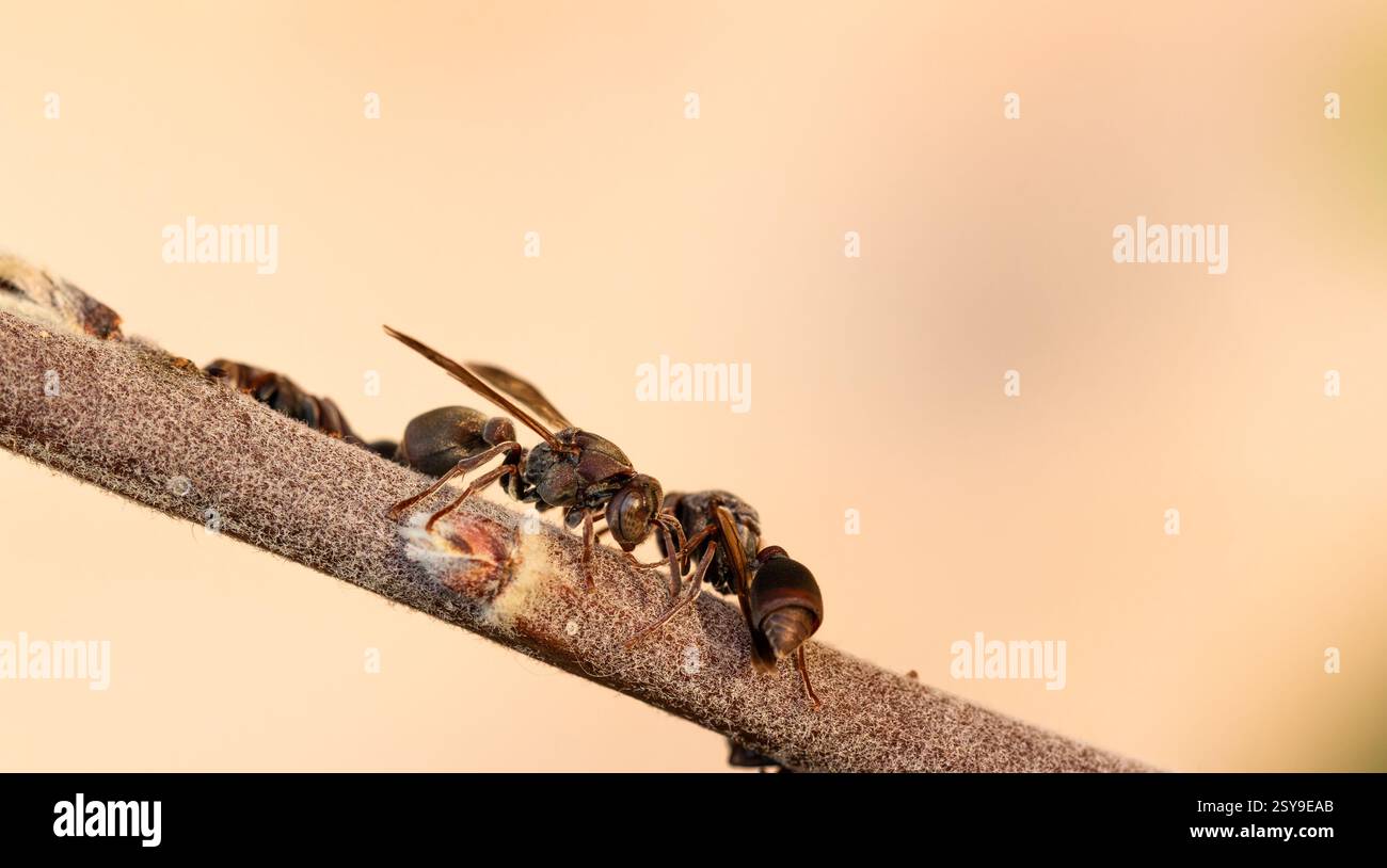 Paper Wasps on a branch located in Allora, the southern downs ...
