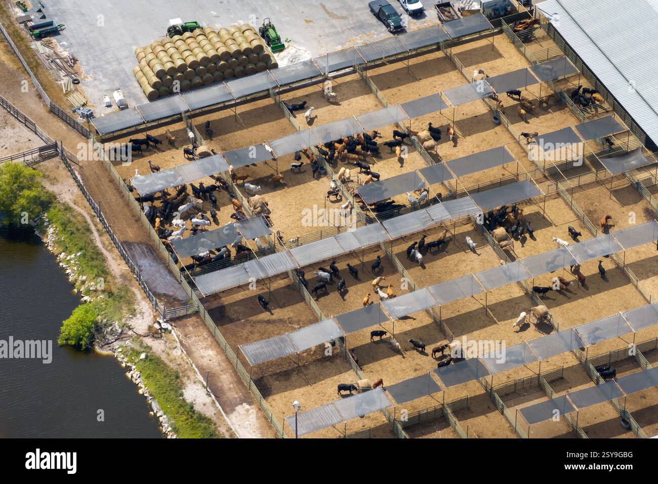 Cow feed lot with meat cows. Cattle stockyard on farm in USA Stock ...