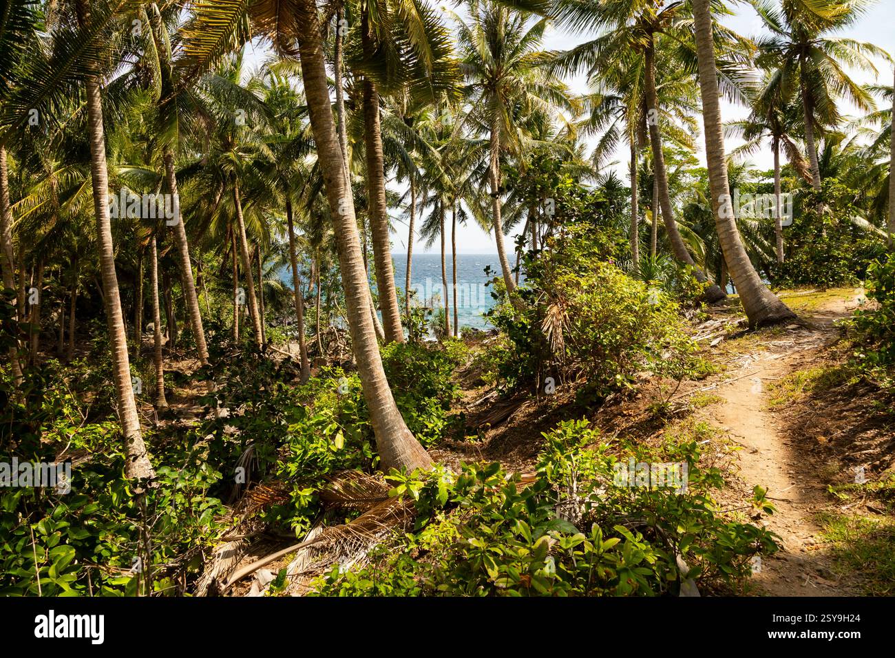 A path crosses a landscape of tropical palm trees, on the island of ...