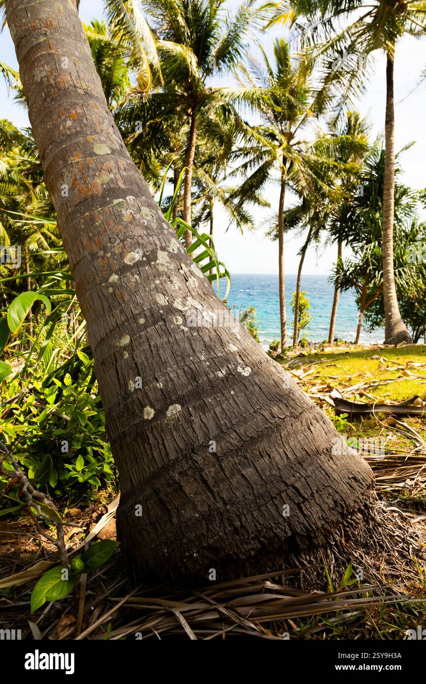 Inclined palm tree, covered with lichens, near the coast, on the island ...