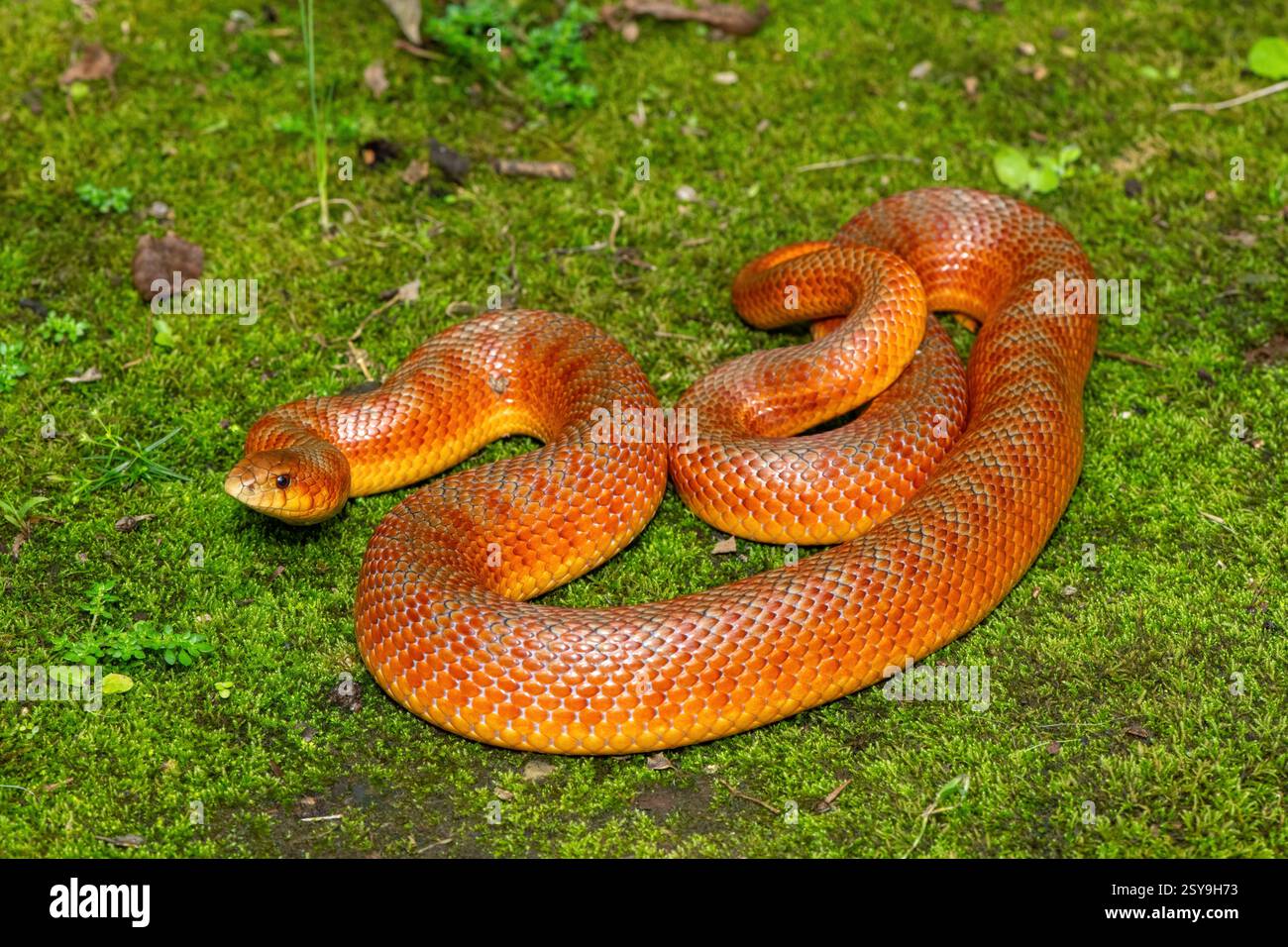 The beautiful colours of a sub-adult mole snake (Pseudaspis cana) in ...