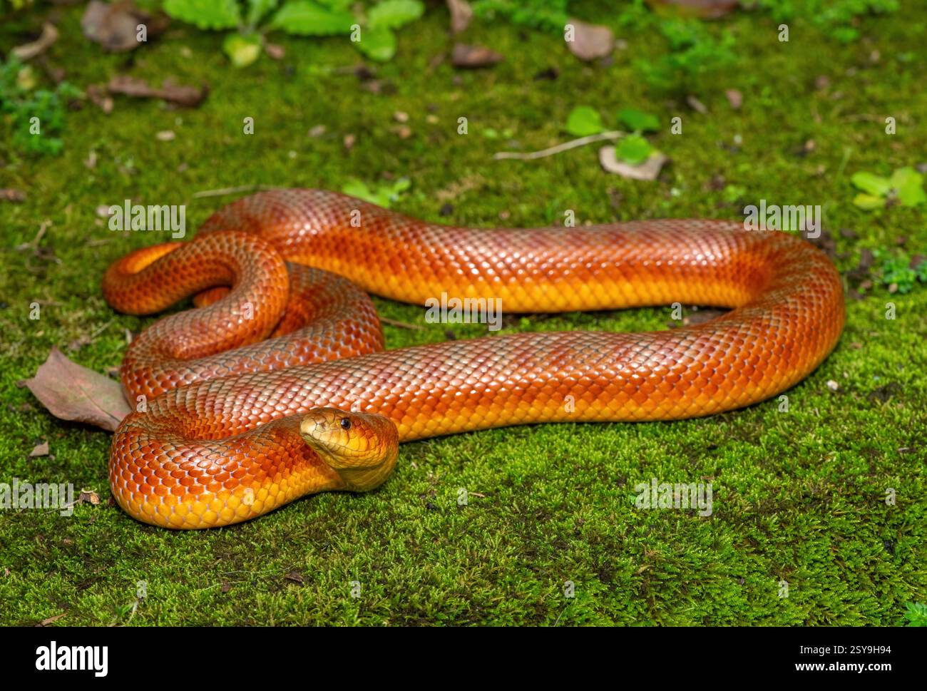 The beautiful colours of a sub-adult mole snake (Pseudaspis cana) in ...