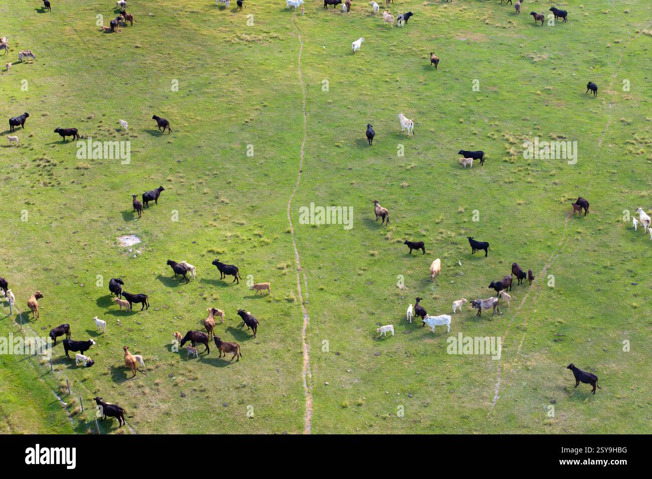 Milk cows grazing on green farm pasture. Feeding of cattle on farmland ...