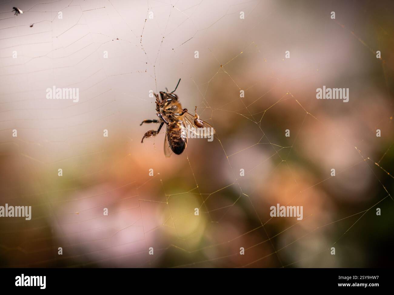 Stuck in a spider web hi-res stock photography and images - Alamy