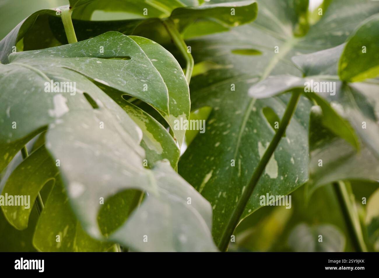 Thai constellation monstera houseplant hi-res stock photography and ...