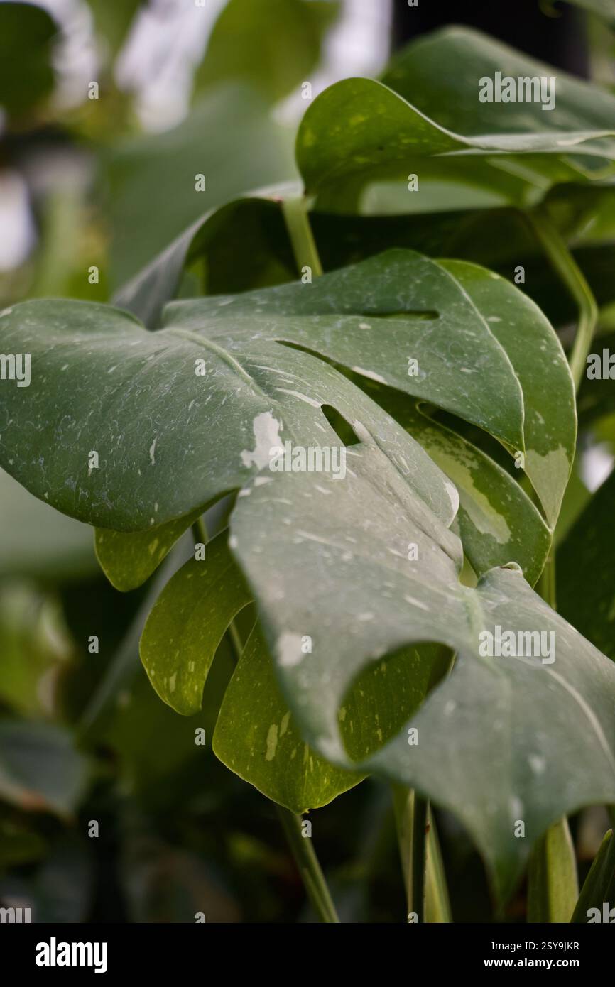 Thai constellation monstera houseplant hi-res stock photography and ...