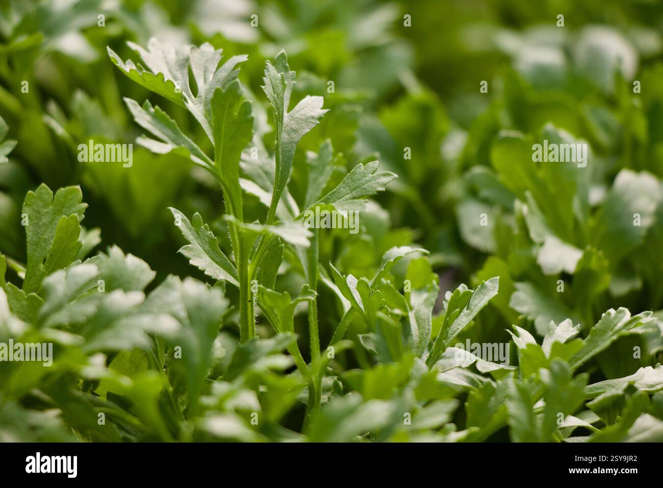 ranunculus leaves flower bud up close Stock Photo - Alamy