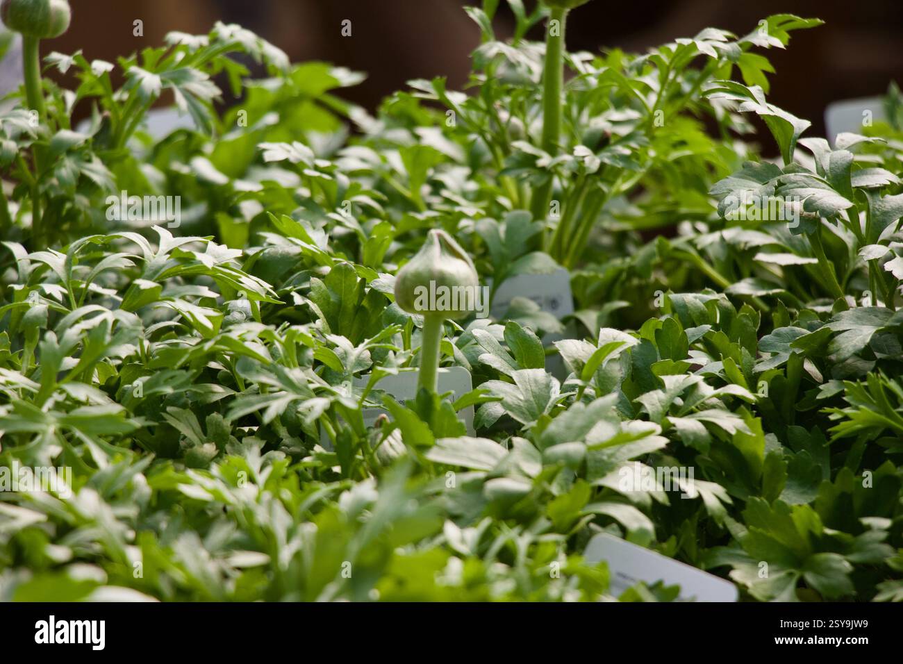 ranunculus leaves flower bud up close Stock Photo - Alamy