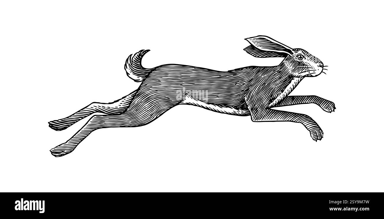 Hare or rabbit jumping. Wild animal running . Hand drawn or engraved ...