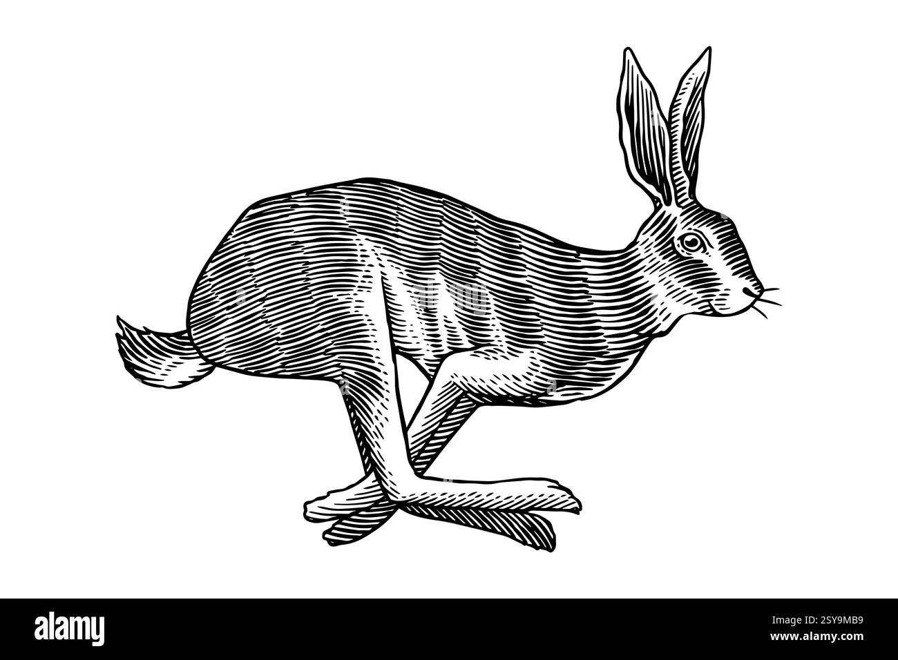Hare or rabbit jumping. Wild animal running . Hand drawn or engraved ...